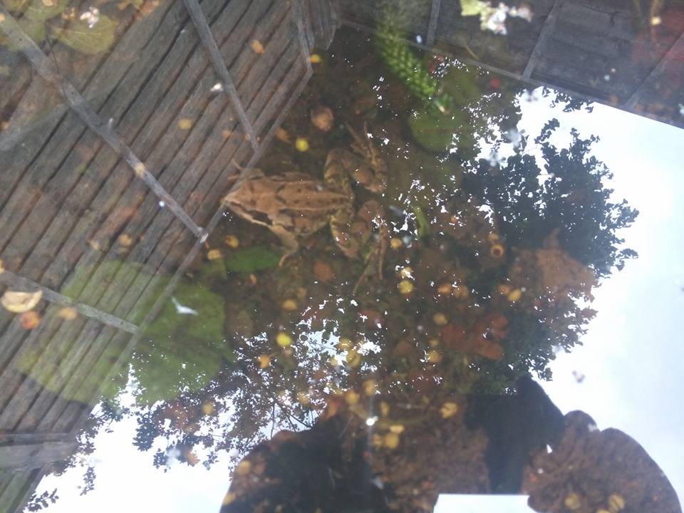 Creating a Permaculture Garden: Shaz talks about turning his garden ...